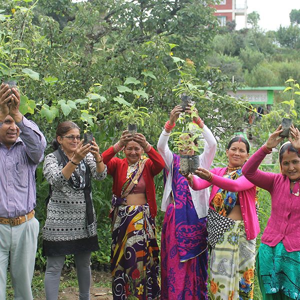 Plantation across Locations