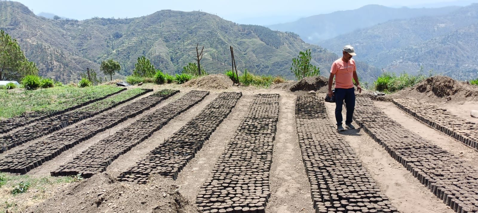 Reviving Native Plantations and Natural Water Springs