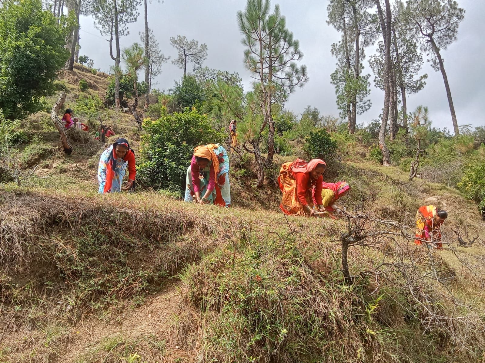Reviving Native Plantations and Natural Water Springs